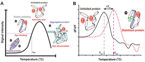 Fluorescence-Based Protein Stability Monitoring—A Review