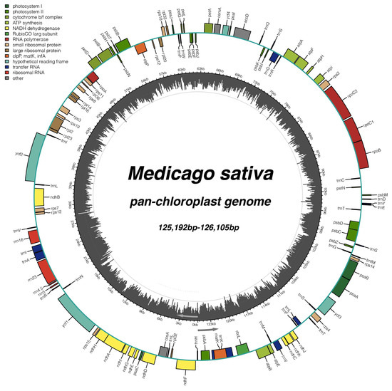 Comparative Analysis of Chloroplast Pan-Genomes and Transcriptomics ...