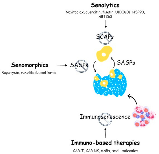 IJMS | Free Full-Text | Senotherapeutics to Counteract Senescent Cells ...
