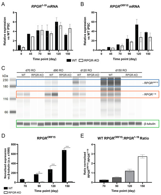 AAV-RPGR Gene Therapy Rescues Opsin Mislocalisation in a Human Retinal ...