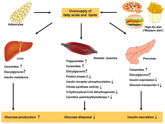 The Role of Obesity in Type 2 Diabetes Mellitus—An Overview