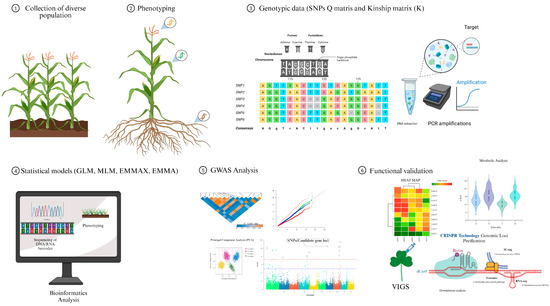 Advancements and Prospects of Genome-Wide Association Studies (GWAS) in ...
