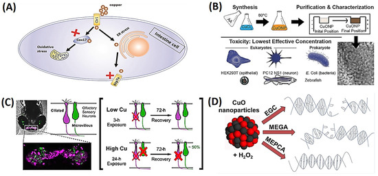 IJMS | Free Full-Text | Zebrafish Insights into Nanomaterial Toxicity ...
