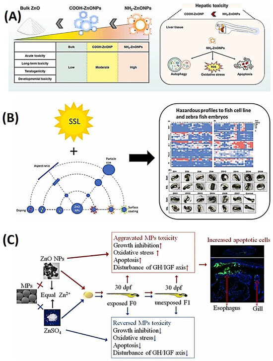 IJMS | Free Full-Text | Zebrafish Insights into Nanomaterial Toxicity ...