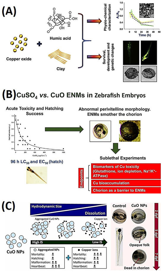 IJMS | Free Full-Text | Zebrafish Insights into Nanomaterial Toxicity ...