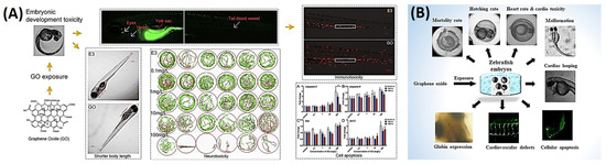 IJMS | Free Full-Text | Zebrafish Insights into Nanomaterial Toxicity ...