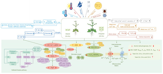 Polyploidization: A Biological Force That Enhances Stress Resistance