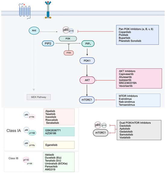 IJMS | Free Full-Text | Molecular Targeting of the Phosphoinositide-3-Protein Kinase (PI3K ...