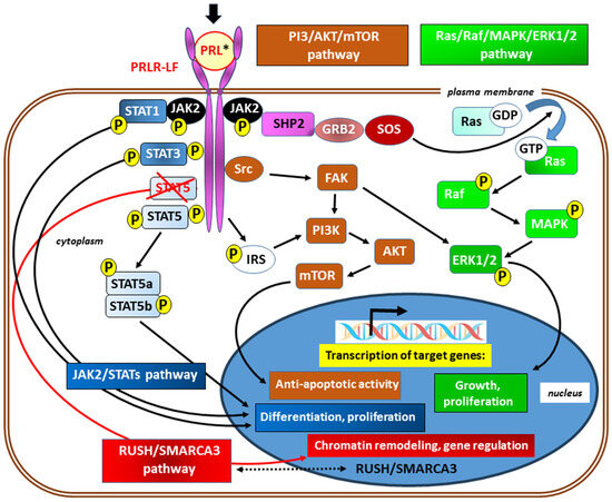 Current Insights in Prolactin Signaling and Ovulatory Function