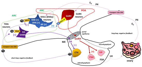 Current Insights in Prolactin Signaling and Ovulatory Function
