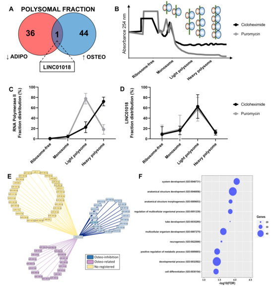 IJMS | Free Full-Text | Unveiling Polysomal Long Non-Coding RNA Expression on the First Day of ...