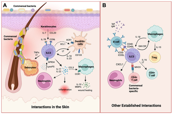 Understanding Type 3 Innate Lymphoid Cells and Crosstalk with the ...