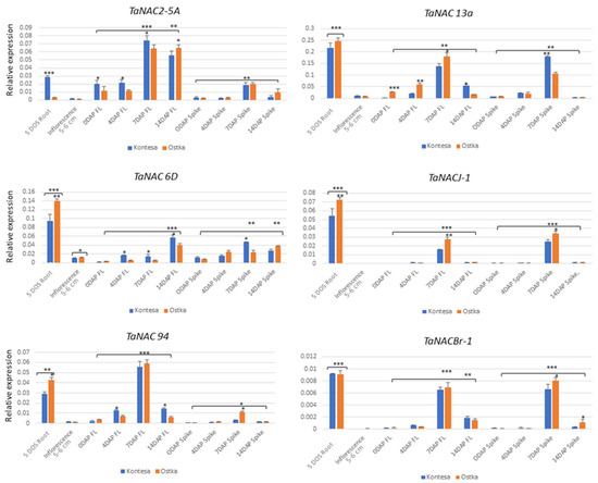 Are TaNAC Transcription Factors Involved in Promoting Wheat Yield by ...