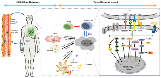 Exploring the Molecular Tumor Microenvironment and Translational ...