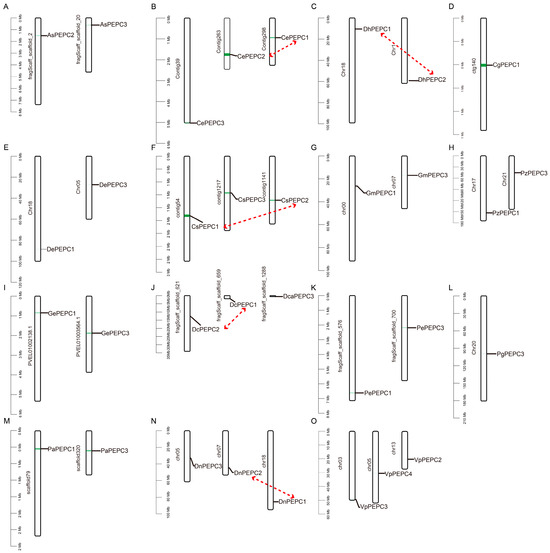 Identification and Analysis of PEPC Gene Family Reveals Functional ...