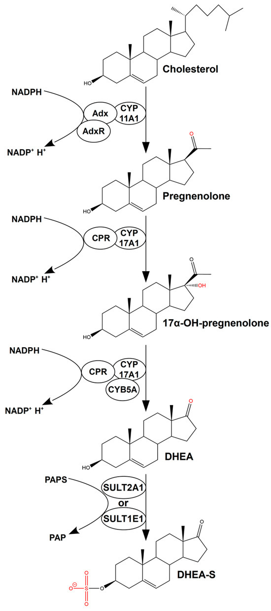 The Multienzyme Complex Nature of Dehydroepiandrosterone Sulfate ...
