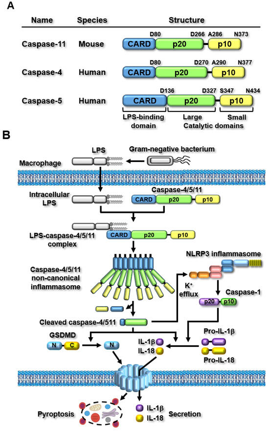 Roles of the Caspase-11 Non-Canonical Inflammasome in Rheumatic Diseases