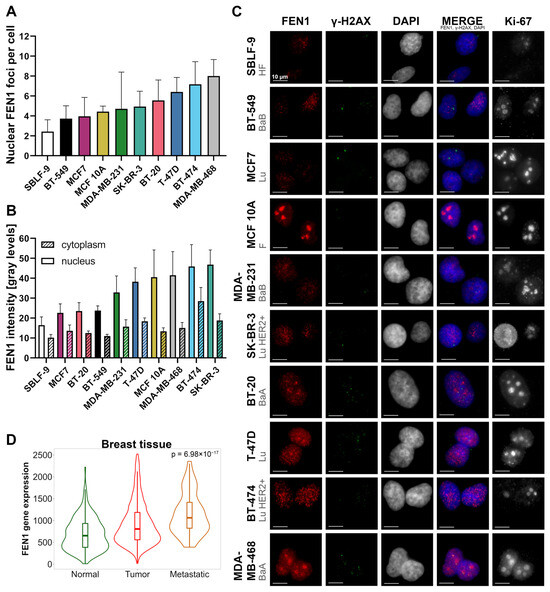 FEN1 Inhibition as a Potential Novel Targeted Therapy against Breast ...