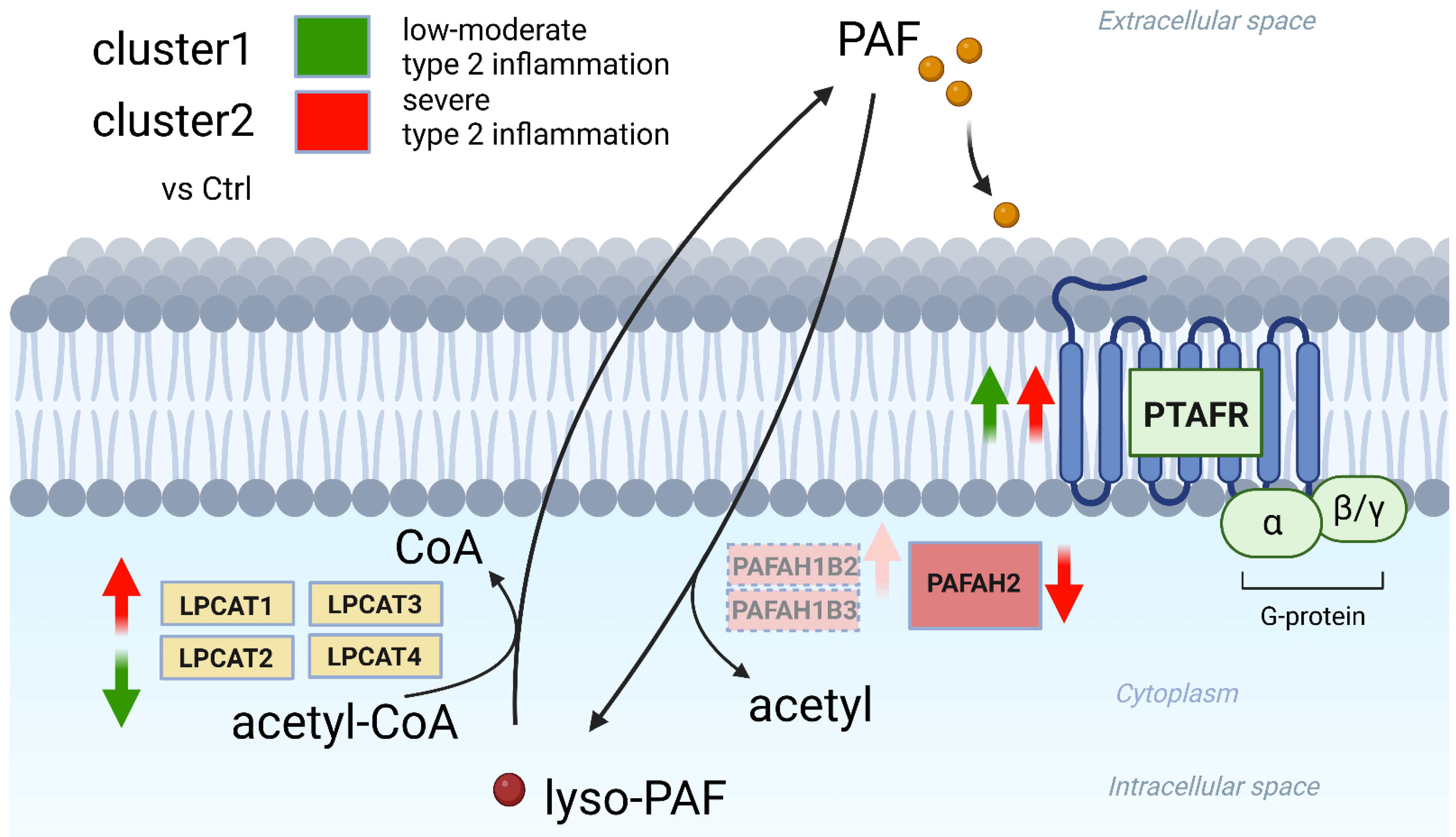 Severe Type 2 Inflammation Leads to High Platelet-Activating-Factor ...