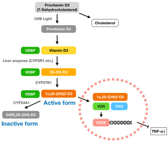 The Potential Use of Vitamin D3 and Phytochemicals for Their Anti ...