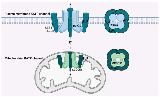 Exploring the Role of Surface and Mitochondrial ATP-Sensitive Potassium ...