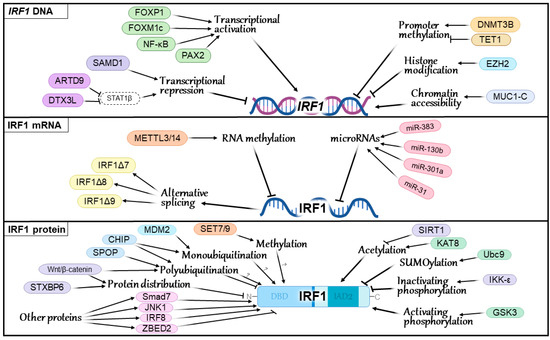 IJMS | Free Full-Text | Roles of Interferon Regulatory Factor 1 in Tumor Progression and ...