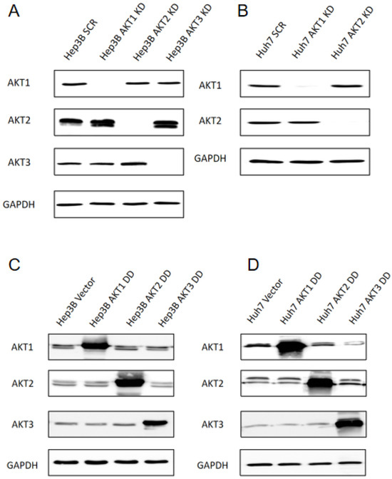 All Three AKT Isoforms Can Upregulate Oxygen Metabolism and Lactate ...