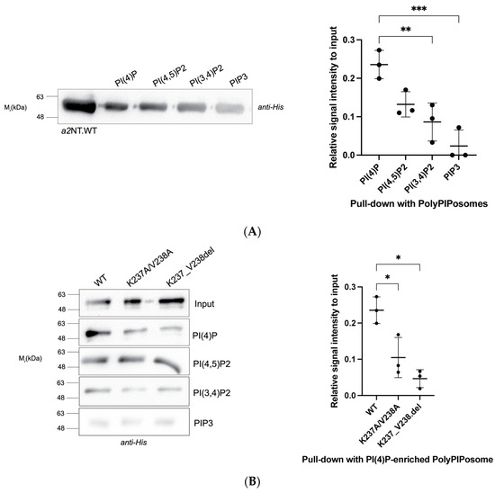 The Human Mutation K237_V238del in a Putative Lipid Binding Motif ...
