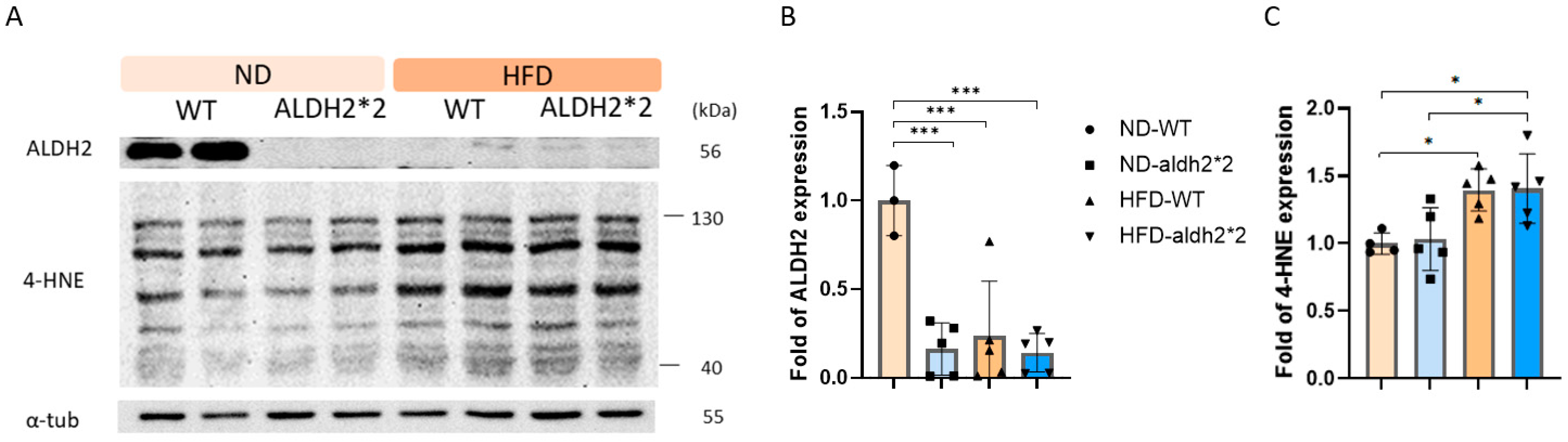 Aldehyde Dehydrogenase 2 (ALDH2) Deficiency, Obesity, and Atrial ...