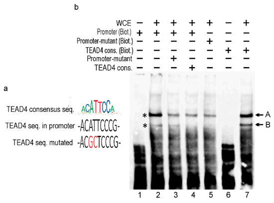 Integrative Epigenetic and Molecular Analysis Reveals a Novel Promoter ...