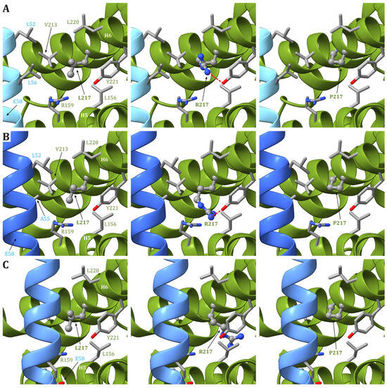 Variants in Human ATP Synthase Mitochondrial Genes: Biochemical ...