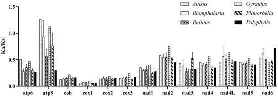 Comparative Mitogenome Analyses of Fifteen Ramshorn Snails and Insights ...