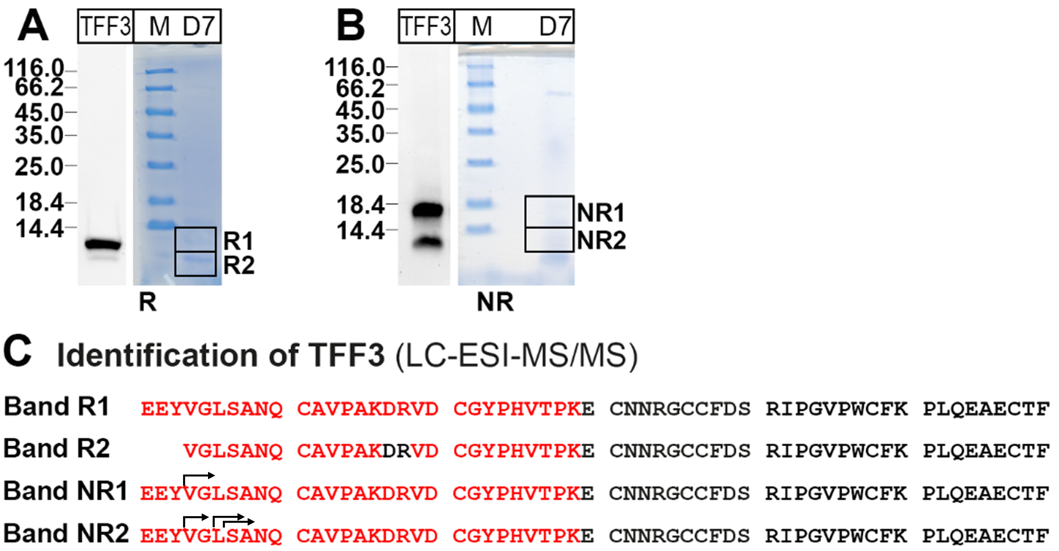 Ijms Free Full Text Different Forms Of Tff3 In The Human Endocervix Including A Complex