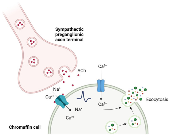 Nicotinic Receptors in Human Chromaffin Cells: Characterization ...