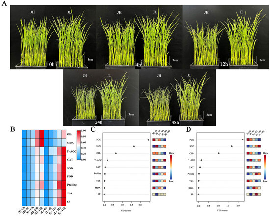 Whole-Transcriptome Profiling and Functional Prediction of Long Non ...
