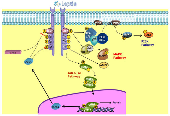 Role of Leptin in Obesity, Cardiovascular Disease, and Type 2 Diabetes