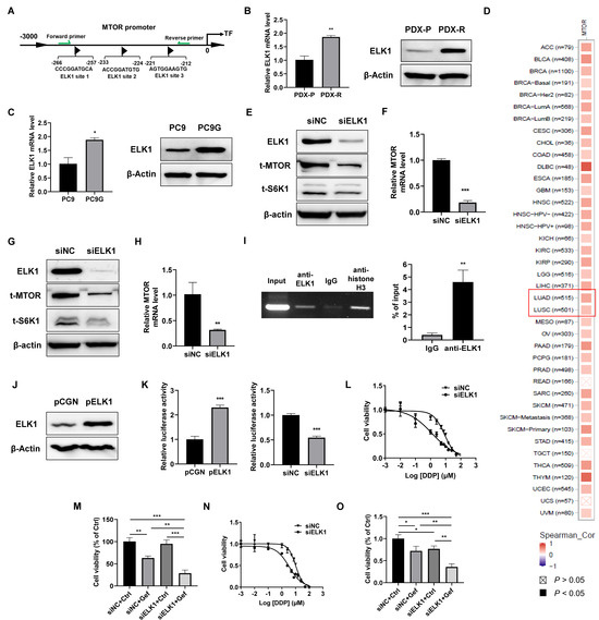 ELK1/MTOR/S6K1 Pathway Contributes to Acquired Resistance to Gefitinib ...