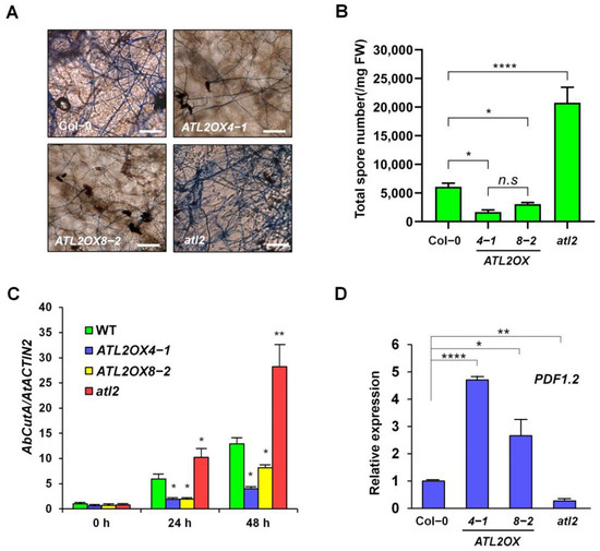 The Auto-Regulation of ATL2 E3 Ubiquitin Ligase Plays an Important Role ...