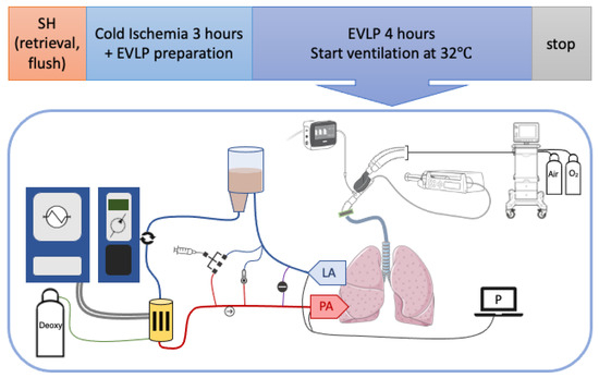 IJMS | Free Full-Text | Ex Vivo Optimization of Donor Lungs with ...