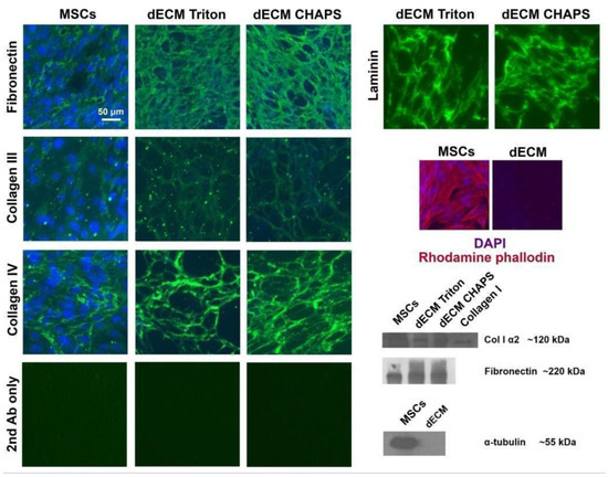 The Decellularized Cell-Derived Extracellular Matrix Enhances the Paracrine Function of Human ...