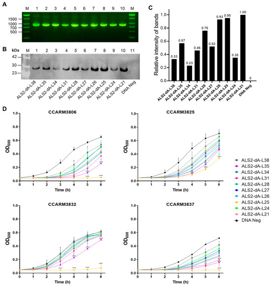 Rapid Antibacterial Activity Assessment of Chimeric Lysins