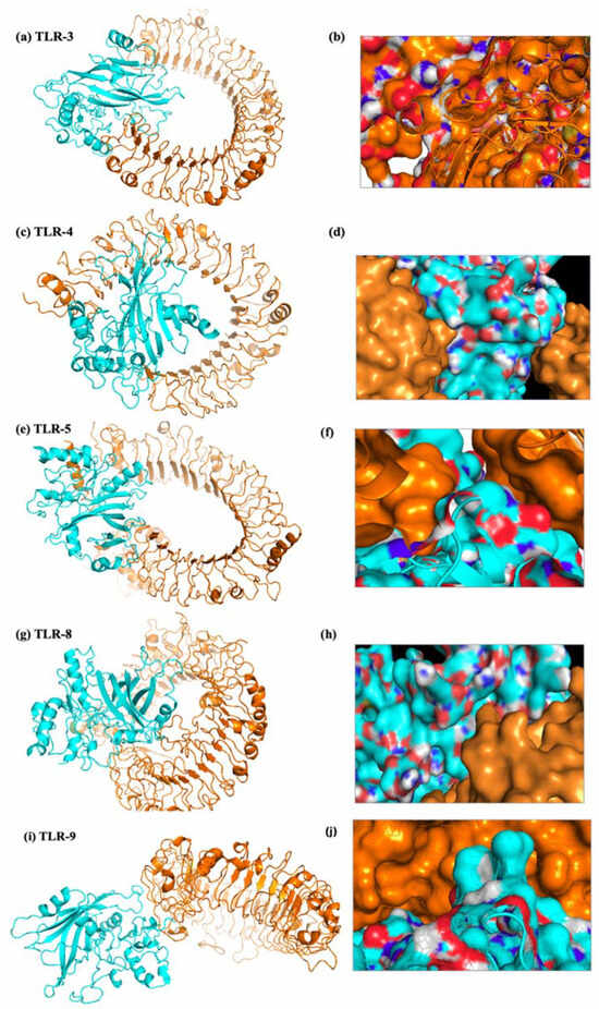 IJMS | Free Full-Text | Immunoinformatic Identification of Multiple ...