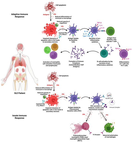 IJMS | Free Full-Text | Potential Therapeutic Application and Mechanism of Action of Stem Cell ...