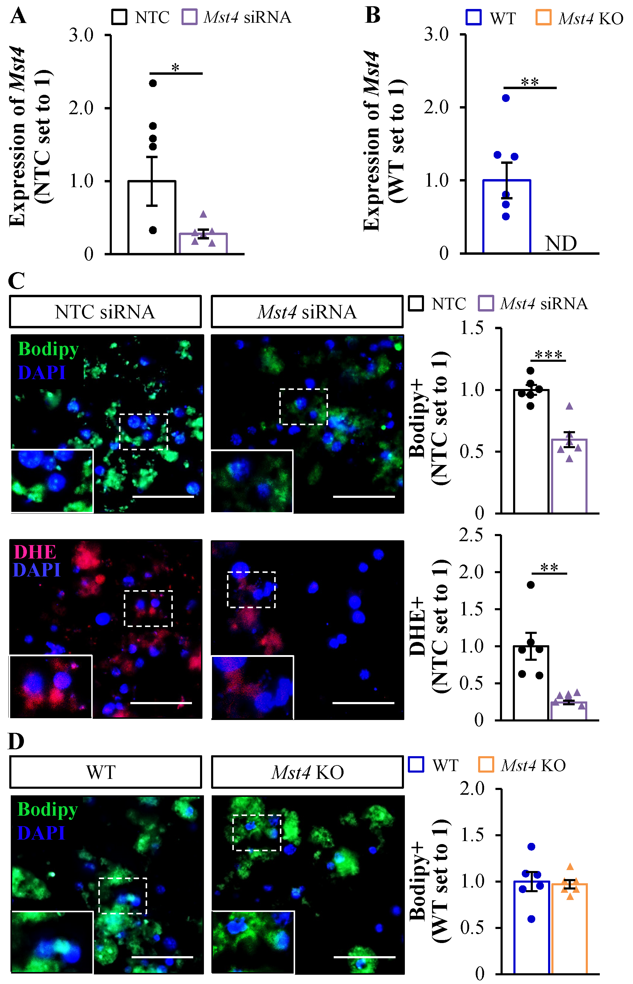 Genetic Ablation of STE20-Type Kinase MST4 Does Not Alleviate Diet-Induced MASLD Susceptibility ...
