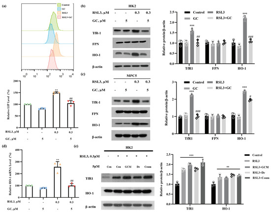 Glycyrol Alleviates Acute Kidney Injury by Inhibiting Ferroptsis
