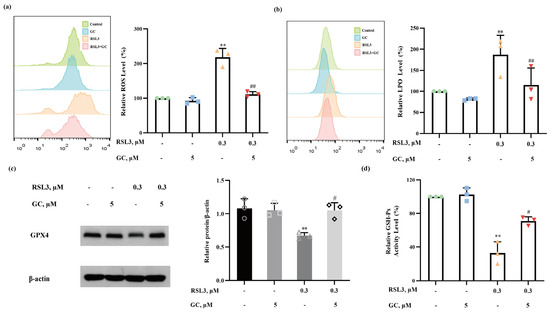 Glycyrol Alleviates Acute Kidney Injury by Inhibiting Ferroptsis