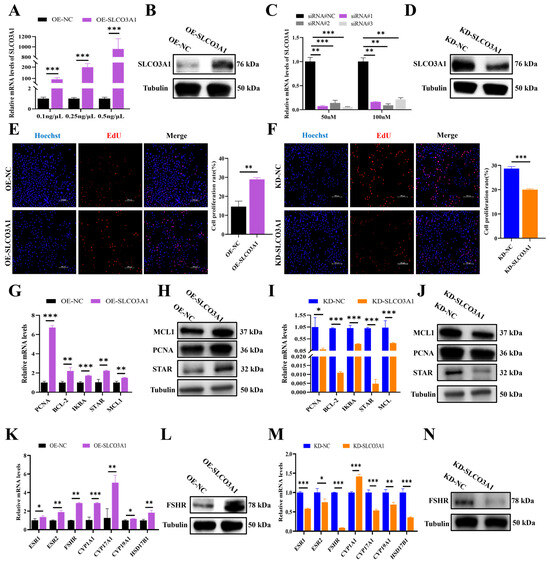 Knockdown of DNMT1 Induces SLCO3A1 to Promote Follicular Growth by ...