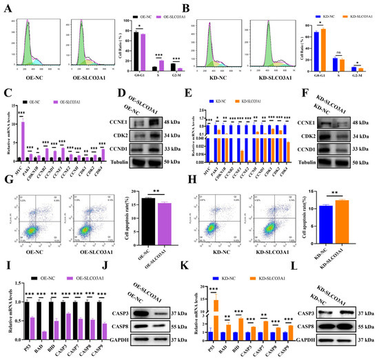 Knockdown of DNMT1 Induces SLCO3A1 to Promote Follicular Growth by ...