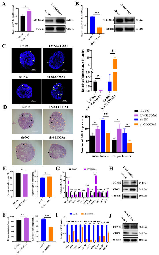 Knockdown of DNMT1 Induces SLCO3A1 to Promote Follicular Growth by ...