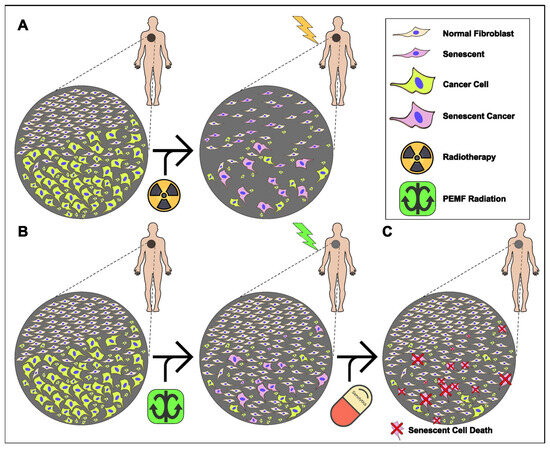 Pulsed Electromagnetic Fields (PEMFs) Trigger Cell Death and Senescence ...